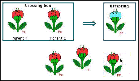 Hands On Genetics: Programs: Mendelsim